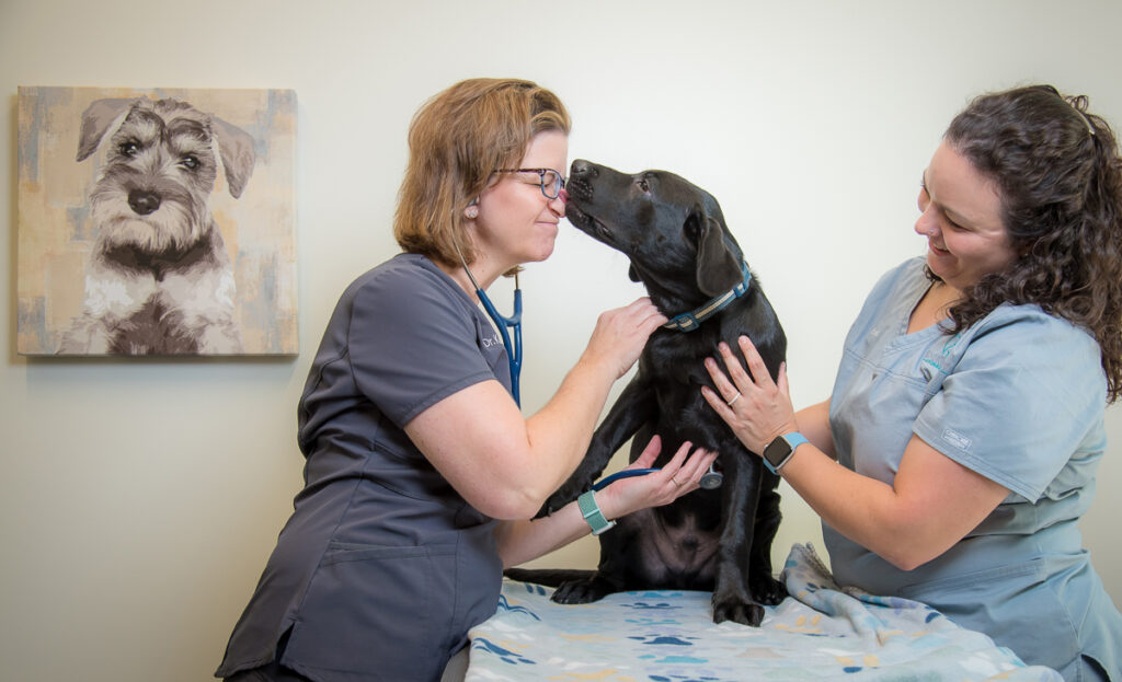 Veterinarian Wilson, NC | Vets Pets